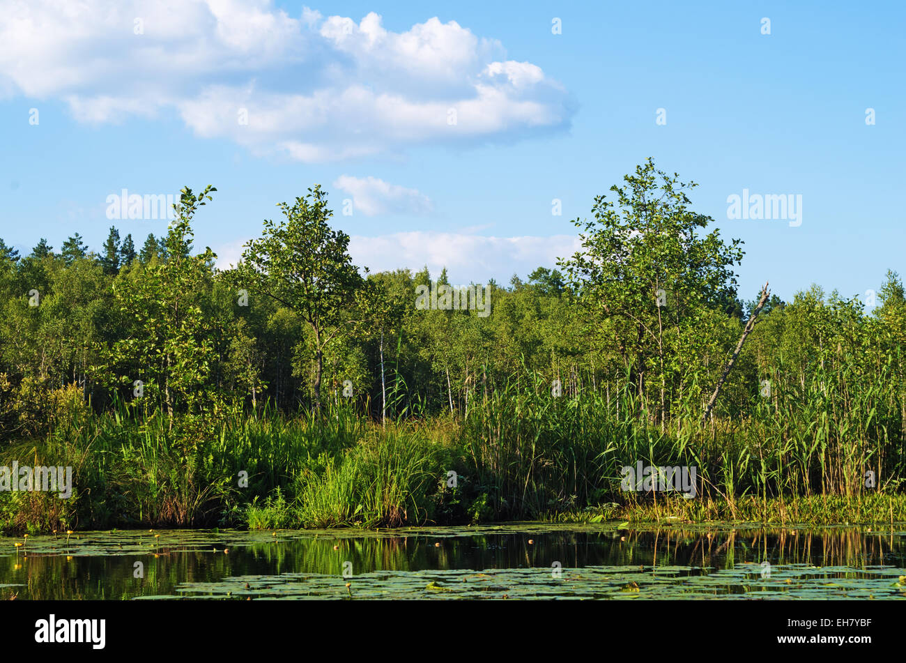 Forest boggy river Stock Photo - Alamy