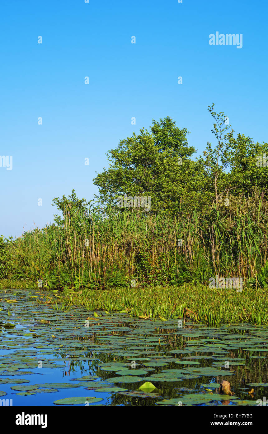 Forest boggy river Stock Photo - Alamy