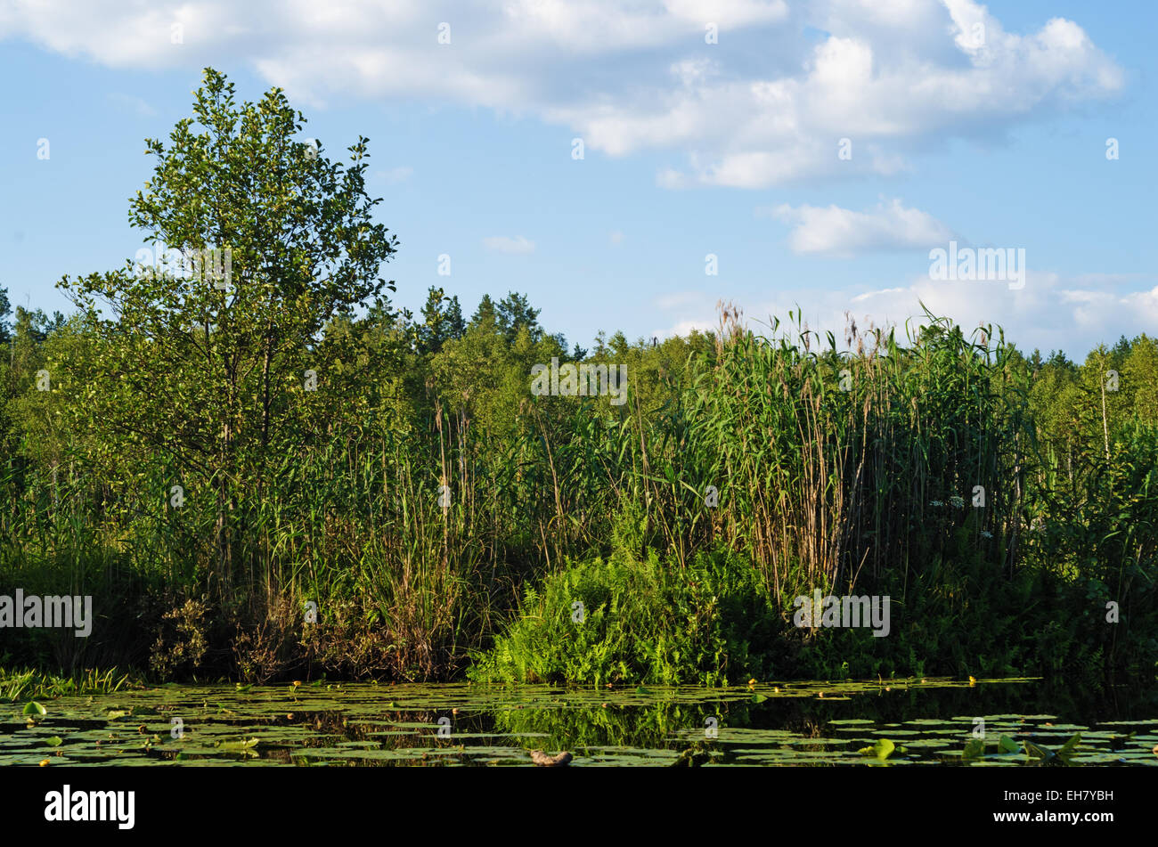 Forest boggy river Stock Photo - Alamy
