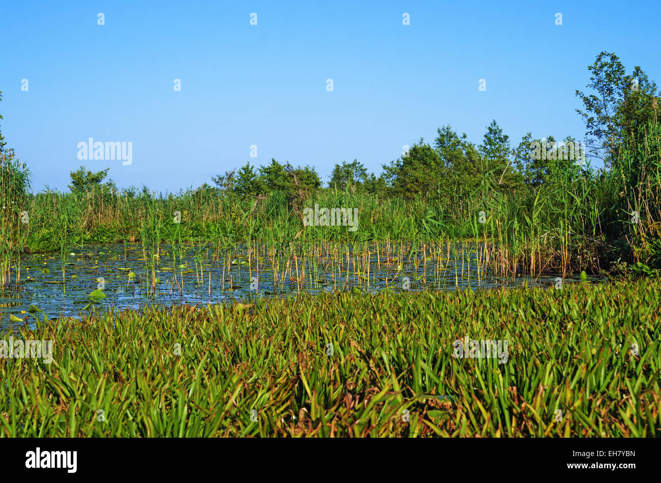Forest boggy river Stock Photo - Alamy