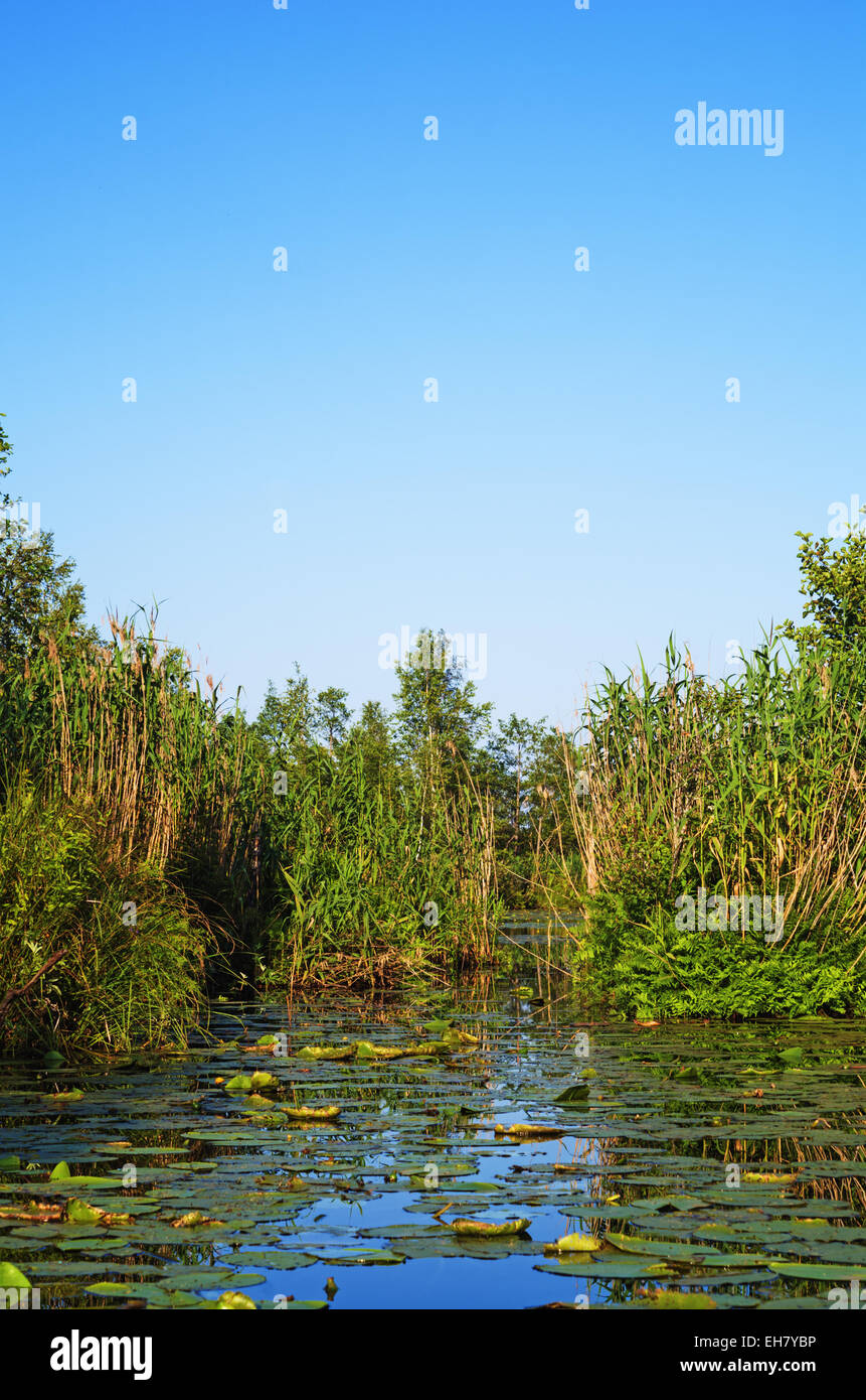 Forest boggy river Stock Photo - Alamy