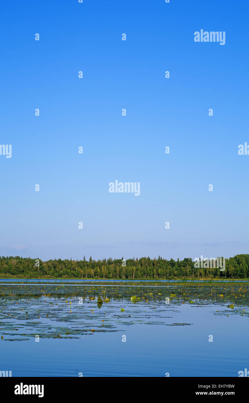 Forest boggy lake Stock Photo - Alamy