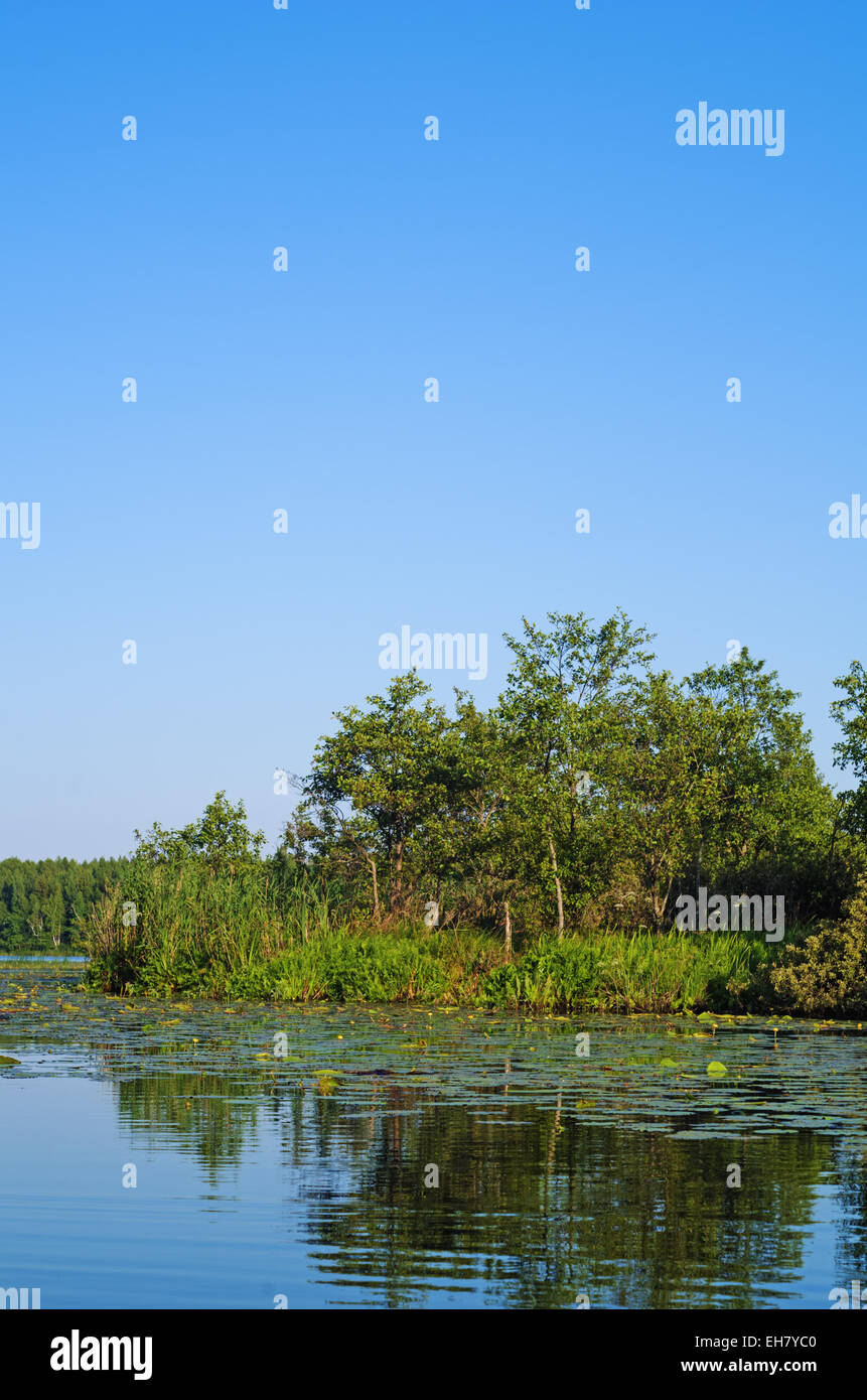 Forest boggy lake Stock Photo - Alamy