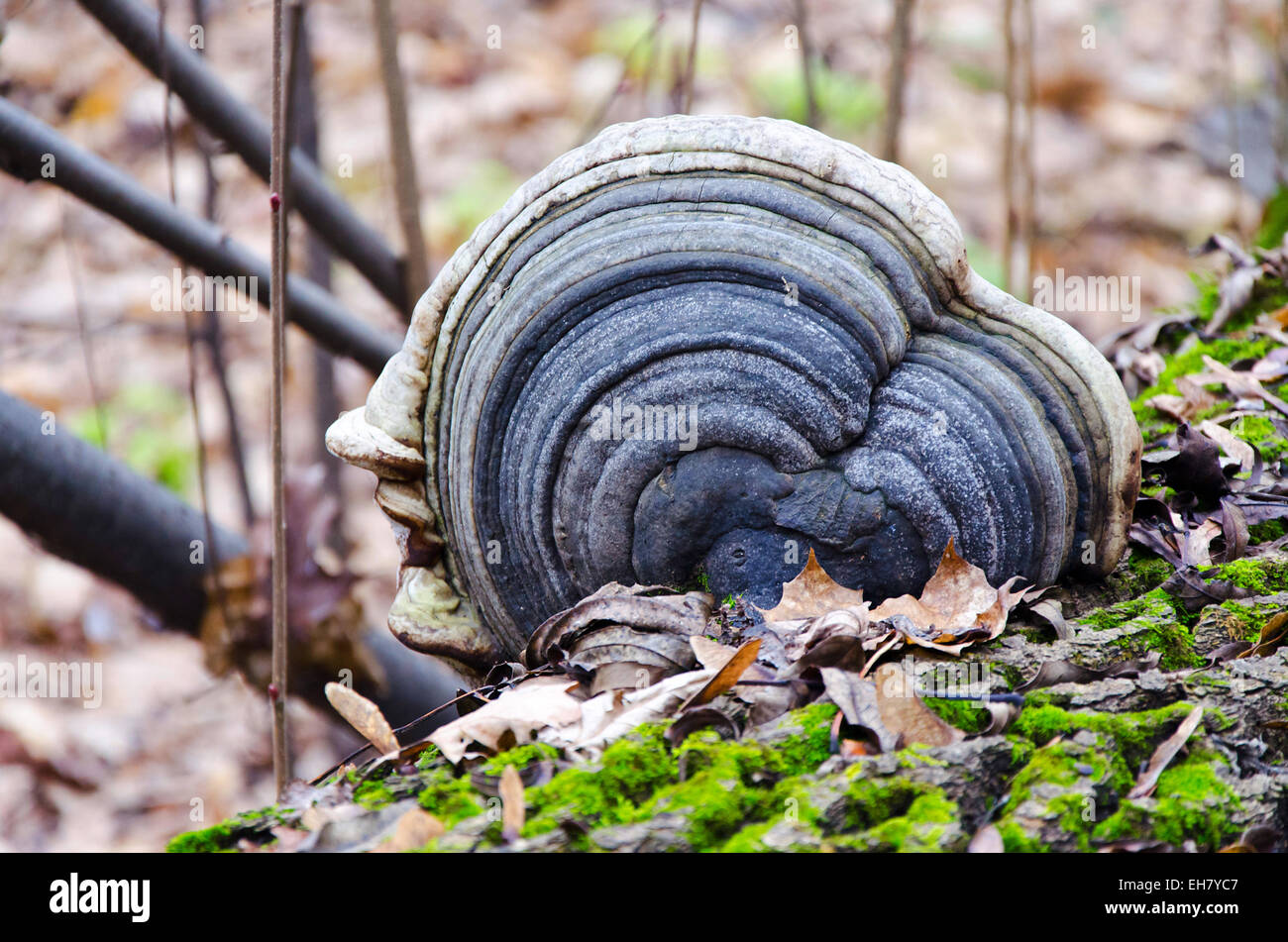 Mushrooms grow on dead trees hi-res stock photography and images - Alamy