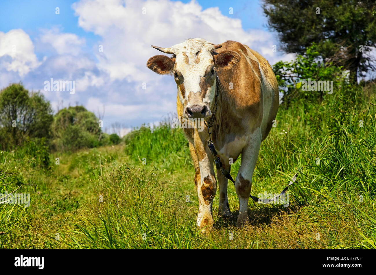 Cow looking into camera lens hi-res stock photography and images - Alamy
