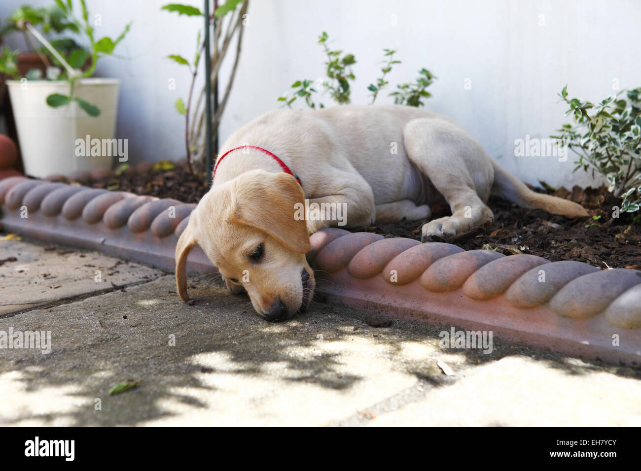 Yellow Labrador Retriever puppy aged 9 weeks old exploring the outside ...