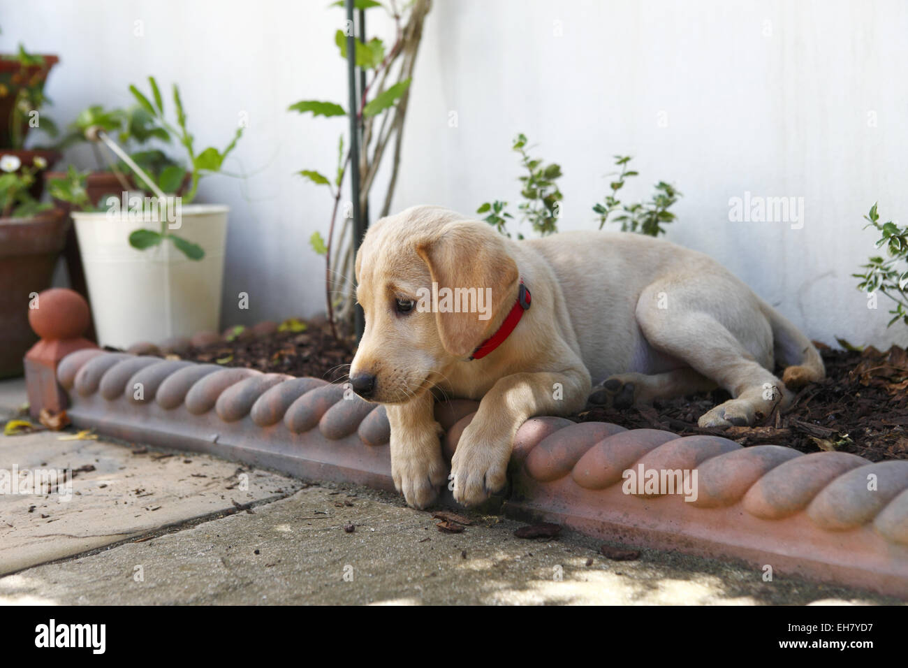 Yellow Labrador Retriever puppy aged 9 weeks old exploring the outside ...