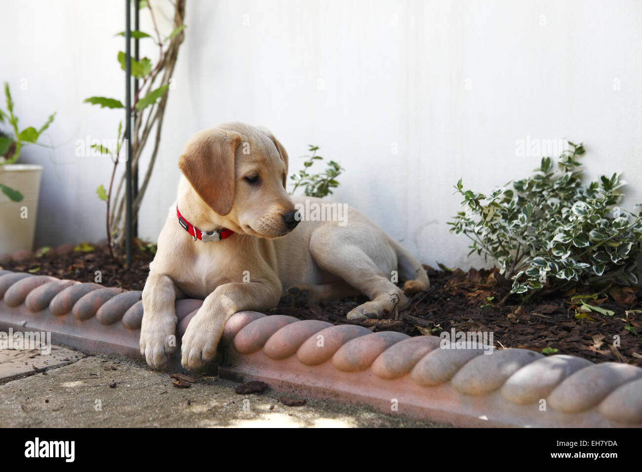 Yellow Labrador Retriever puppy aged 9 weeks old exploring the outside ...