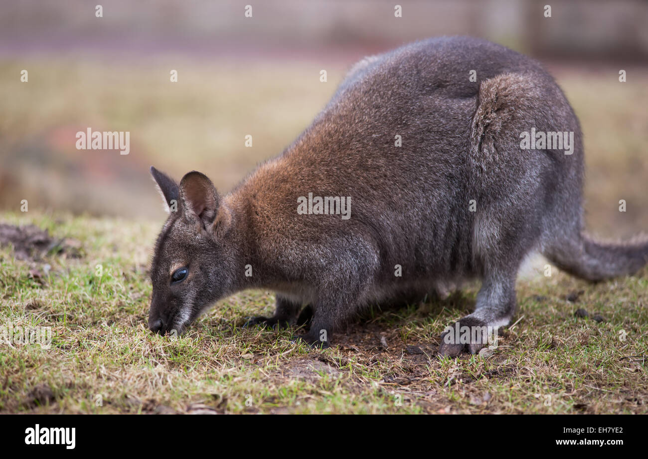 Animals that hop hi-res stock photography and images - Alamy