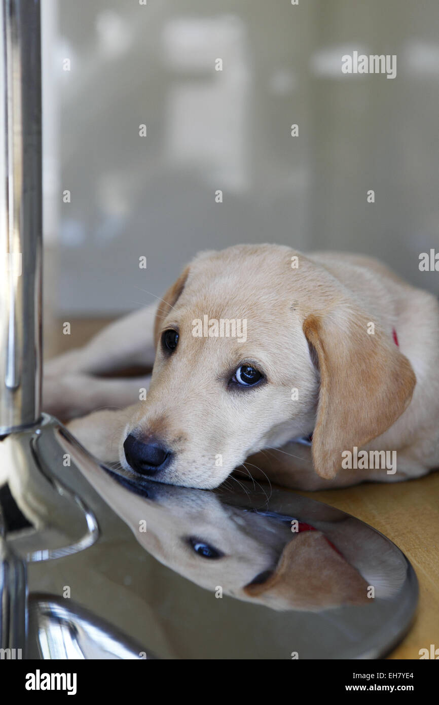 Yellow Labrador Retriever puppy aged 9 weeks old resting after ...