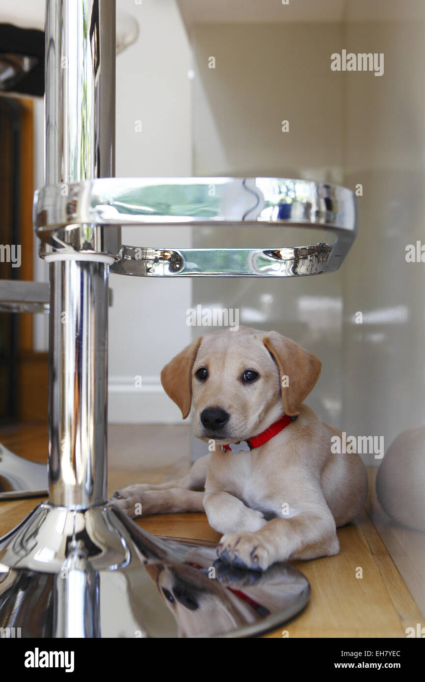 Yellow Labrador Retriever puppy aged 9 weeks old resting after ...