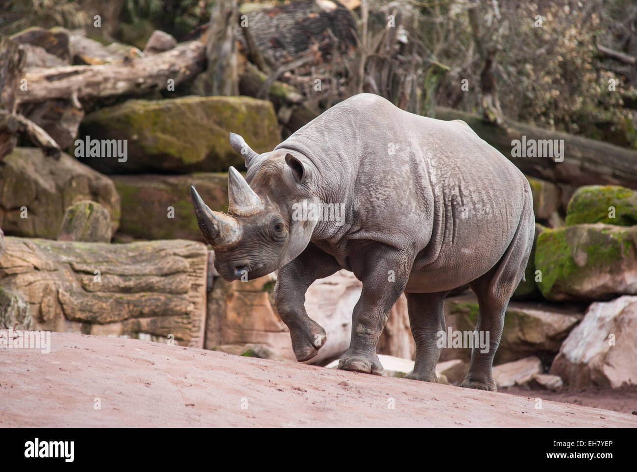 Animal life in Africa: Black rhinoceros. diceros bicornis Stock Photo ...