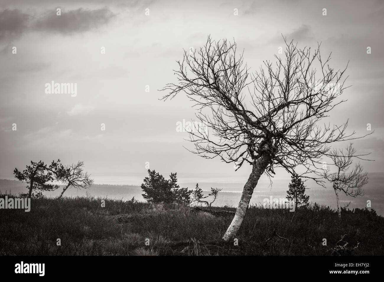 A birch tree in Pallas-Yllästunturi National Park Stock Photo - Alamy