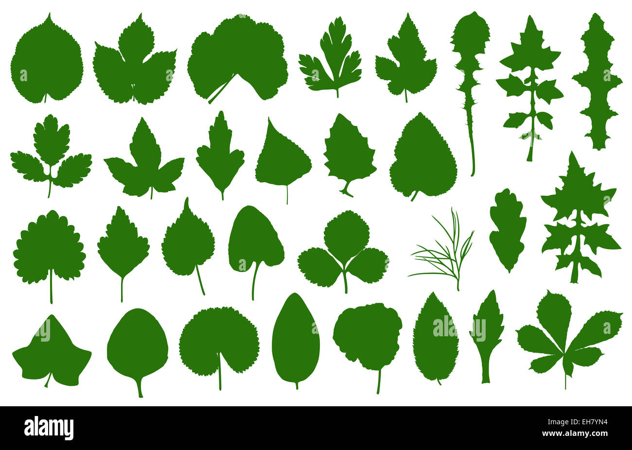 Set of different leaves Stock Photo - Alamy