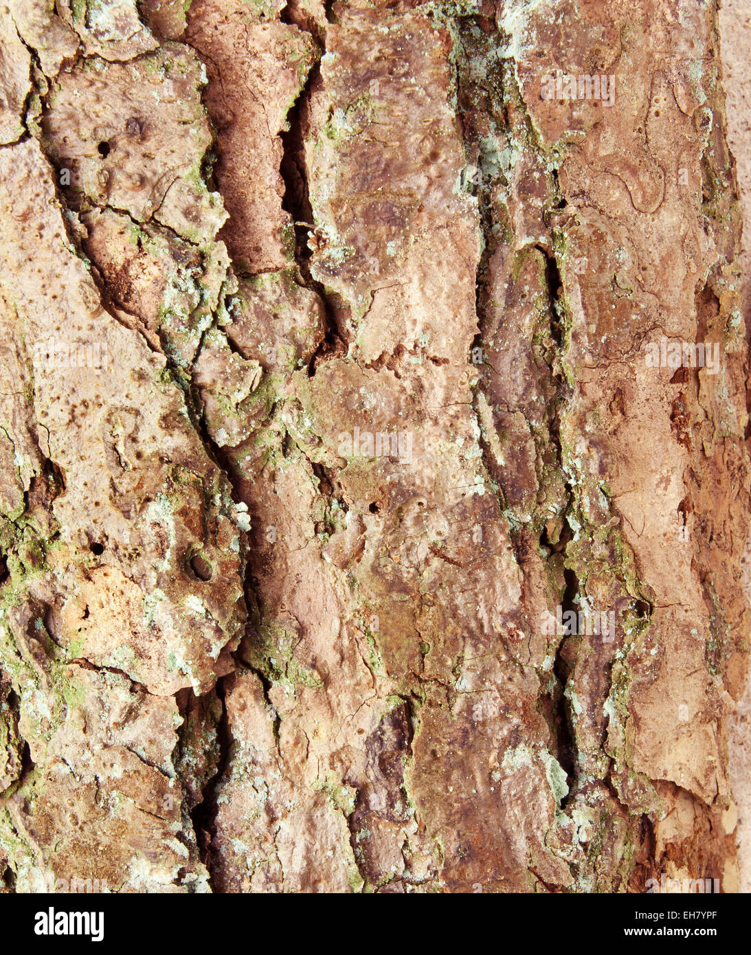 Bark of pine tree texture Stock Photo - Alamy
