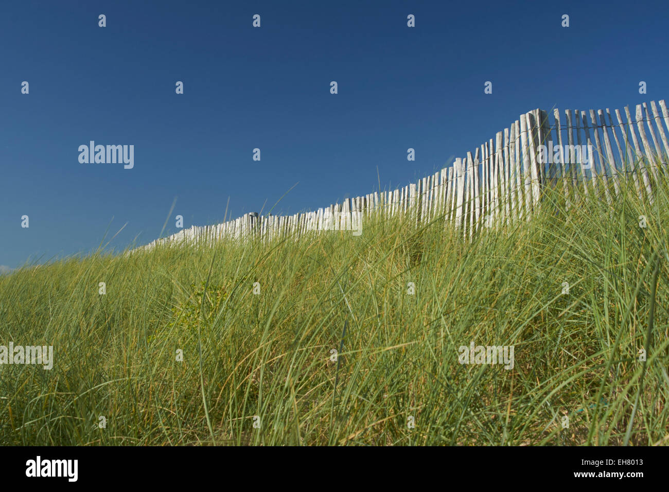 France, Quiberon, sand dune protection Stock Photo - Alamy