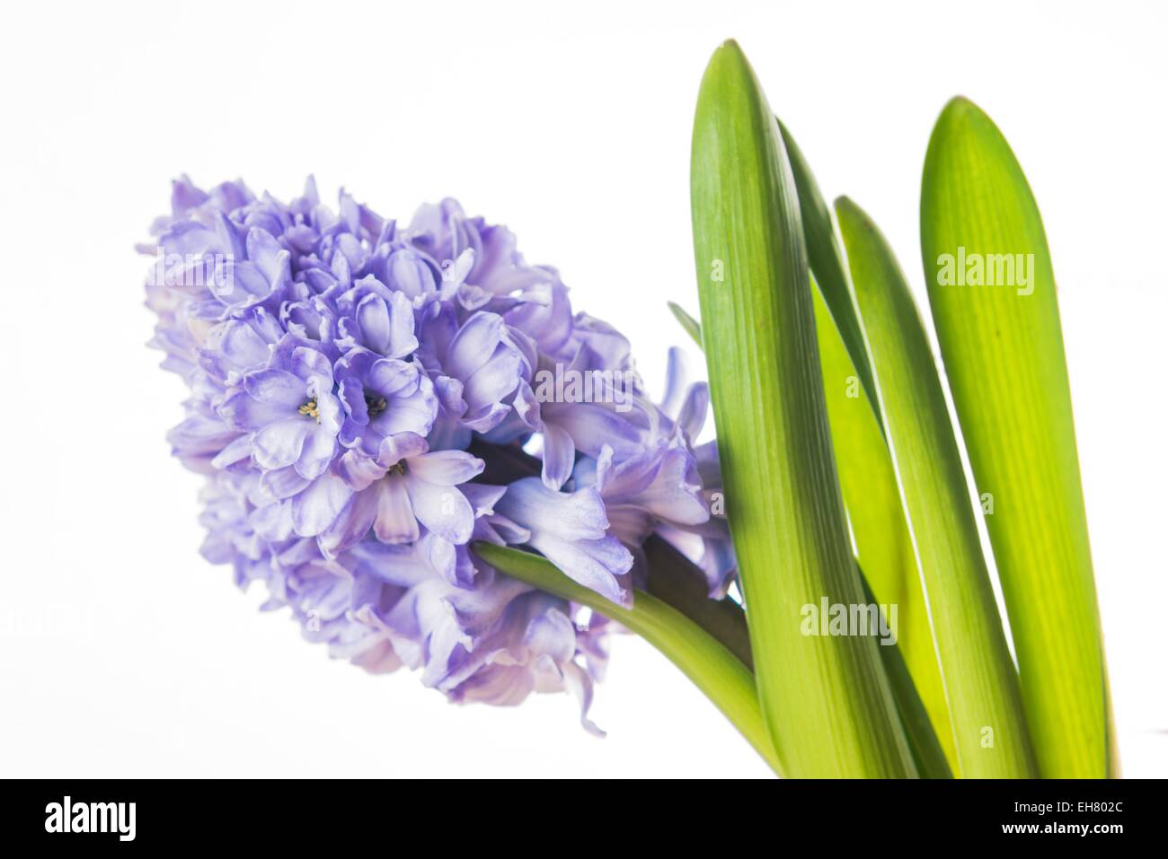 Garden hyacinth Cut Out Stock Images & Pictures - Alamy