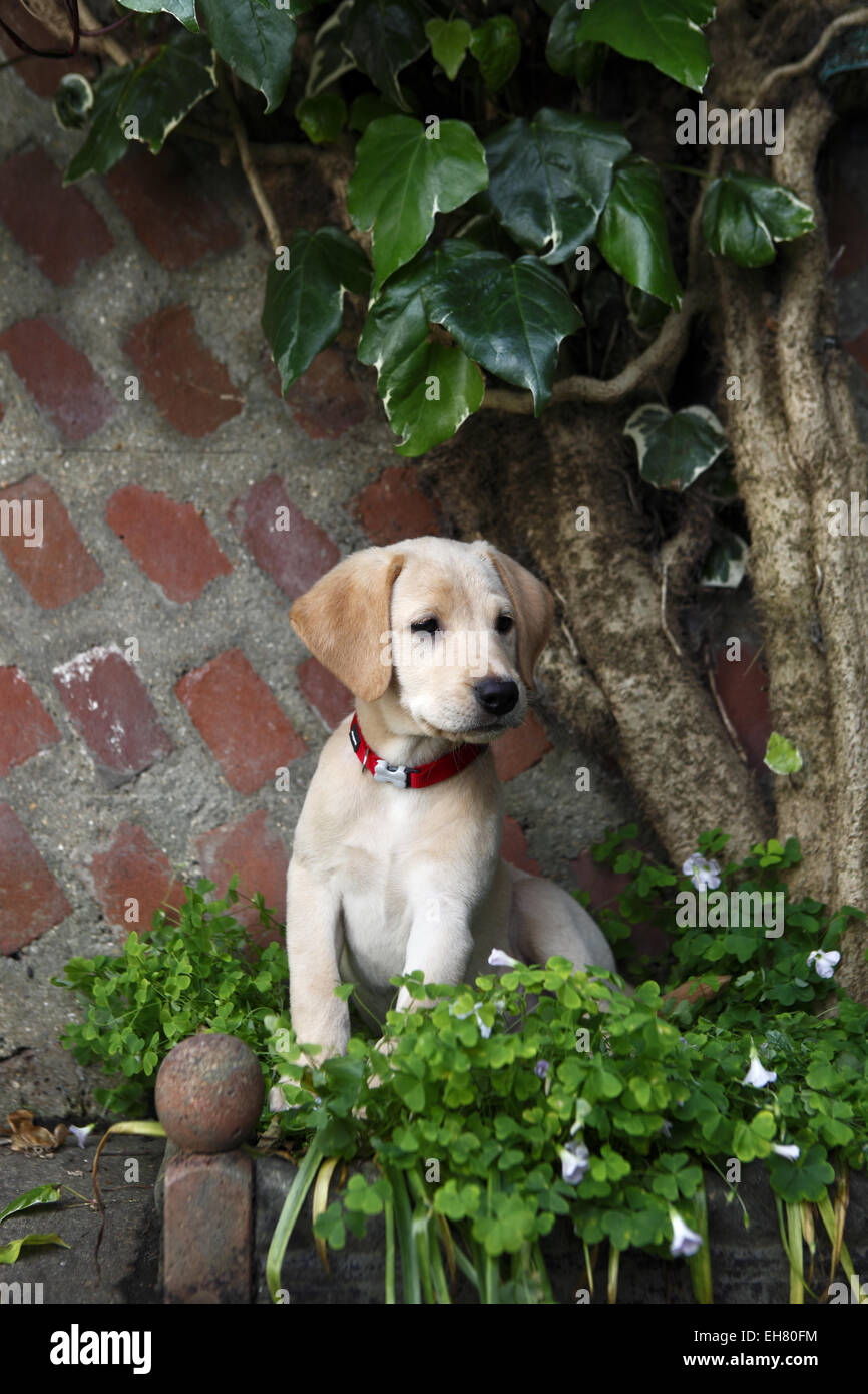Old world breed hi-res stock photography and images - Alamy