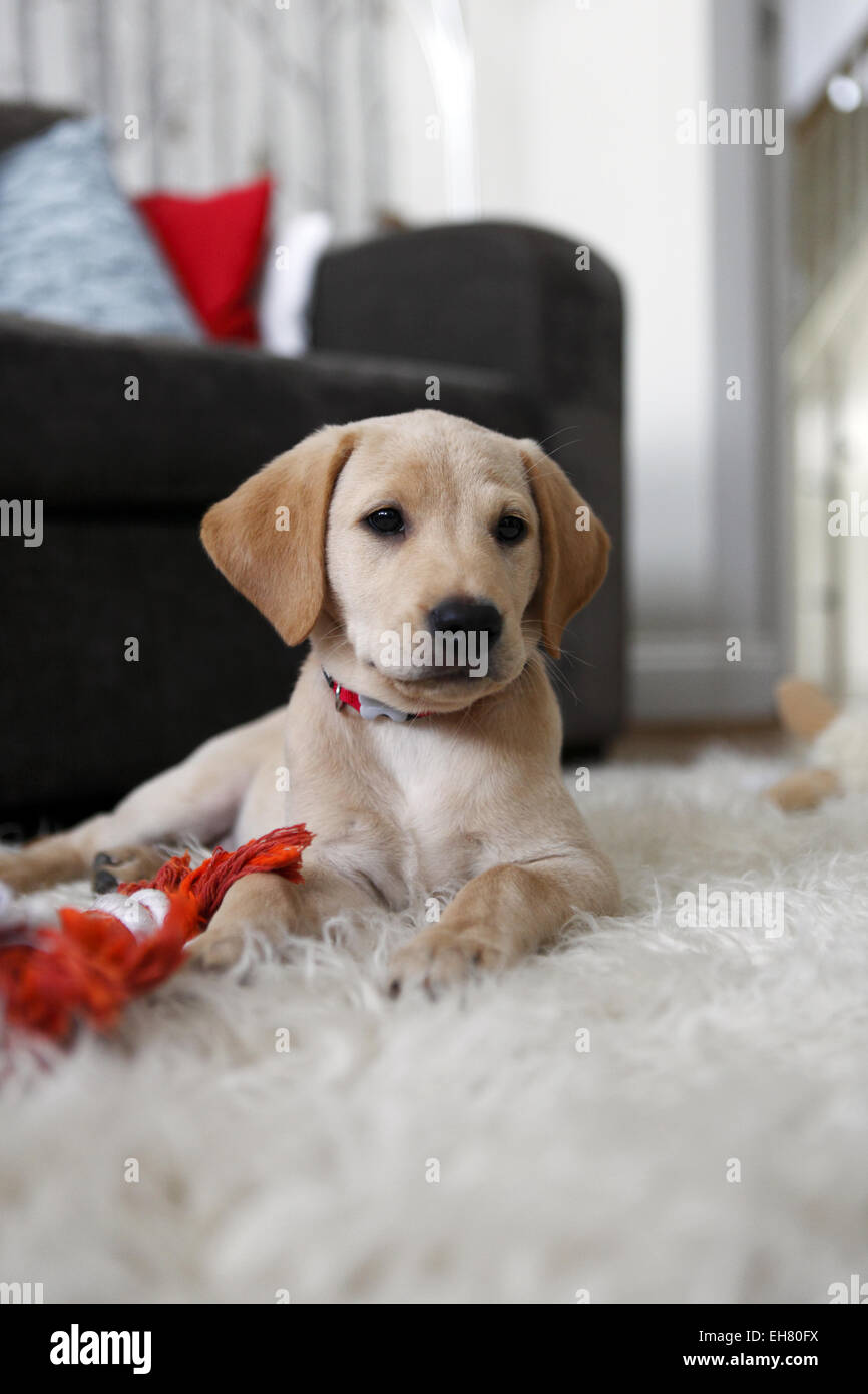 Old Labrador What Should I Do First Week With New Labrador Puppy?