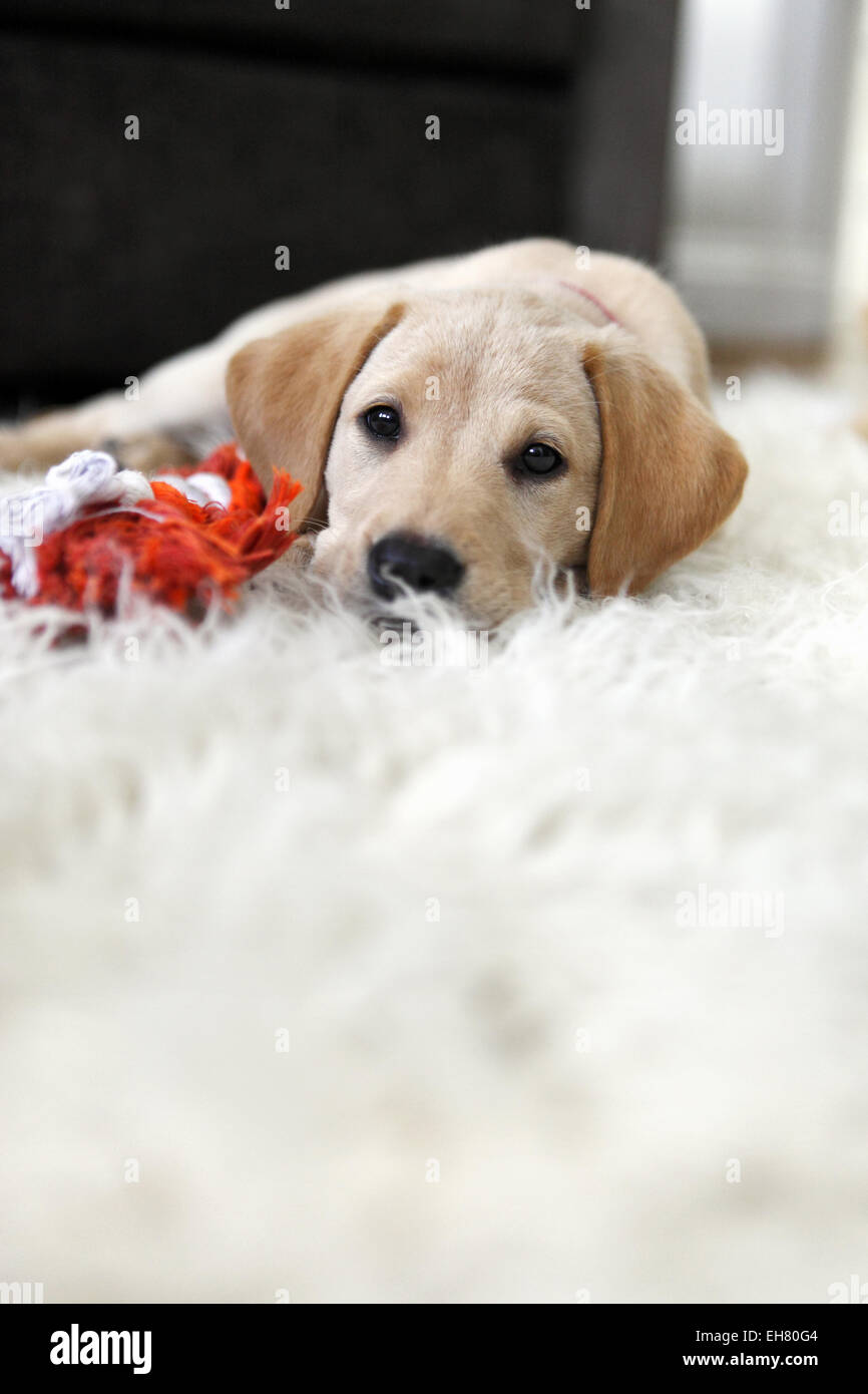 Yellow Labrador Retriever puppy aged 9 weeks old exploring her new home ...