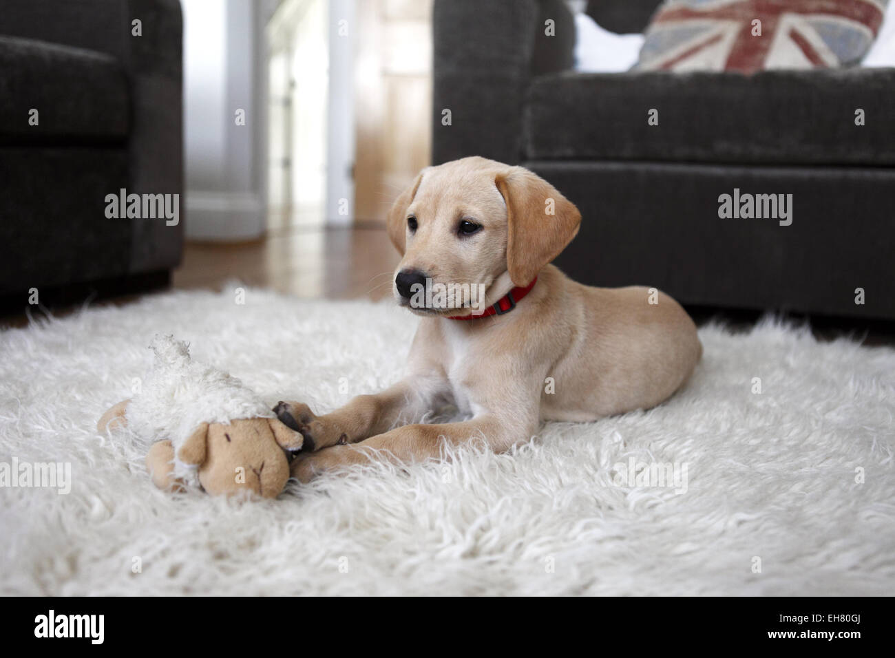 Yellow Labrador Retriever puppy aged 9 weeks old exploring her new home ...