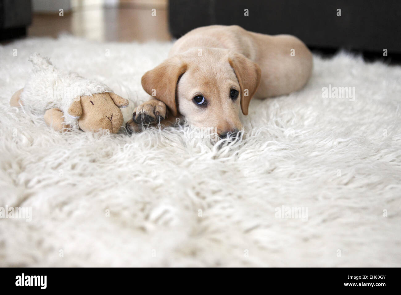 Yellow Labrador Retriever puppy aged 9 weeks old exploring her new home ...