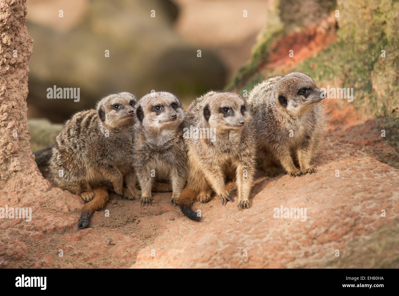 Group of watchful meerkats on the termitary. Animals in Africa Stock ...
