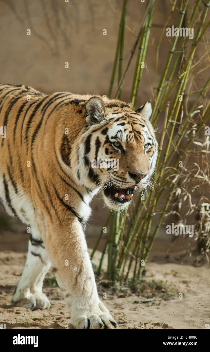 Tiger bamboo hi-res stock photography and images - Alamy