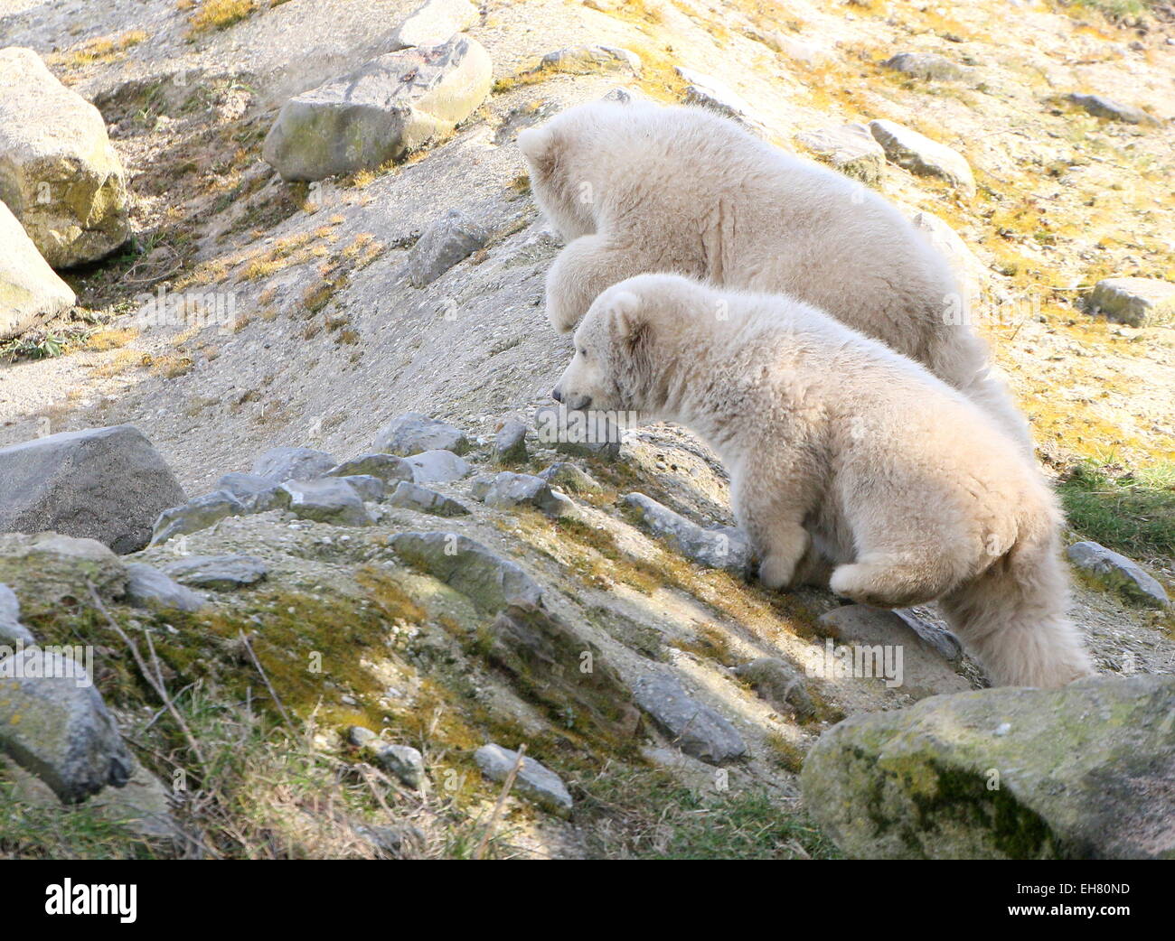 Two cute small Polar bear cubs (Ursus maritimus) doing a little ...
