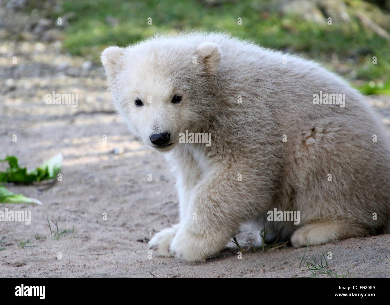 Polar bear cub (Ursus maritimus), three months old, paw lifted, looking ...