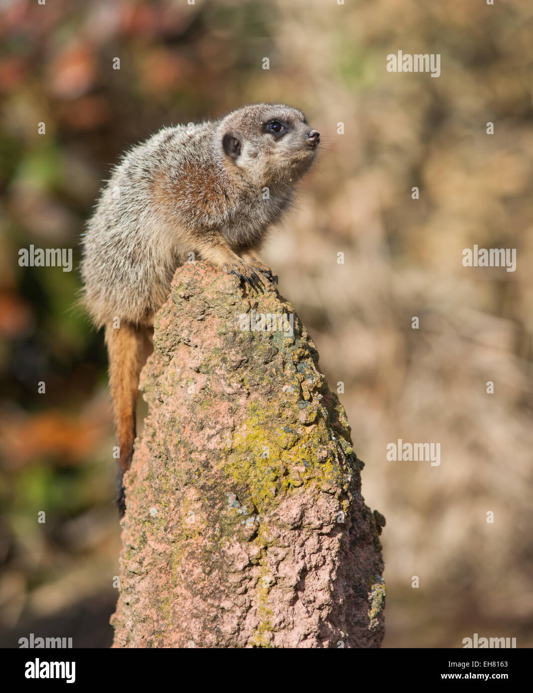Alert: watchful meercat on the mound. Animal life in Africa Stock Photo ...