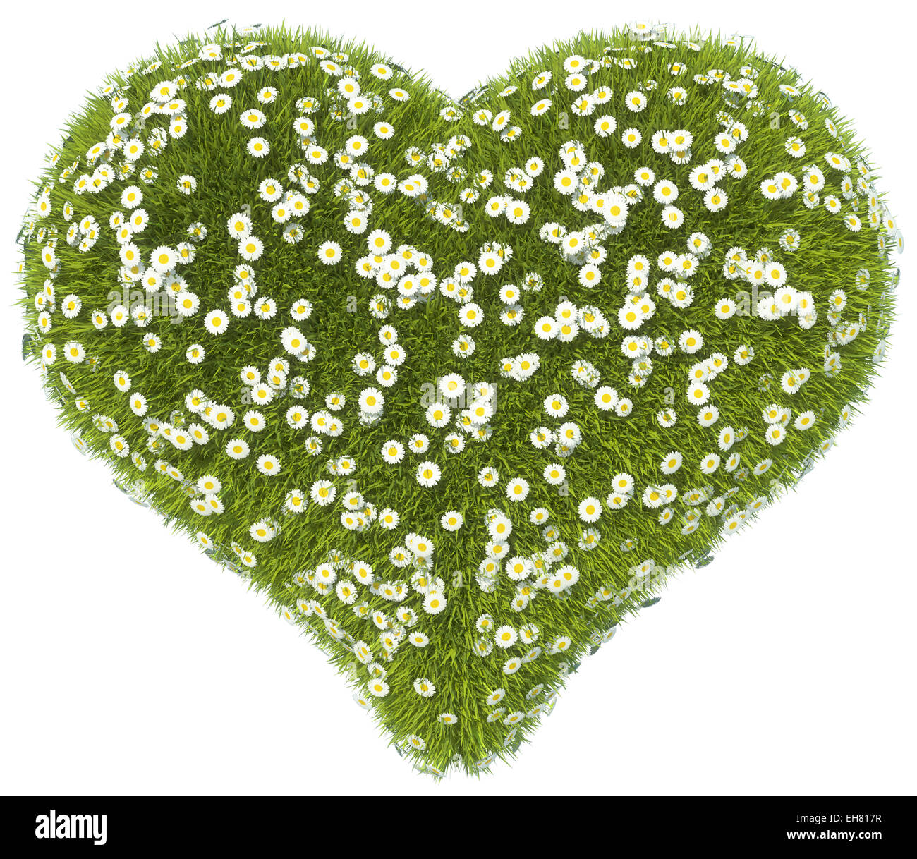 Green grass heart shape with camomile flowers isolated on white Stock ...