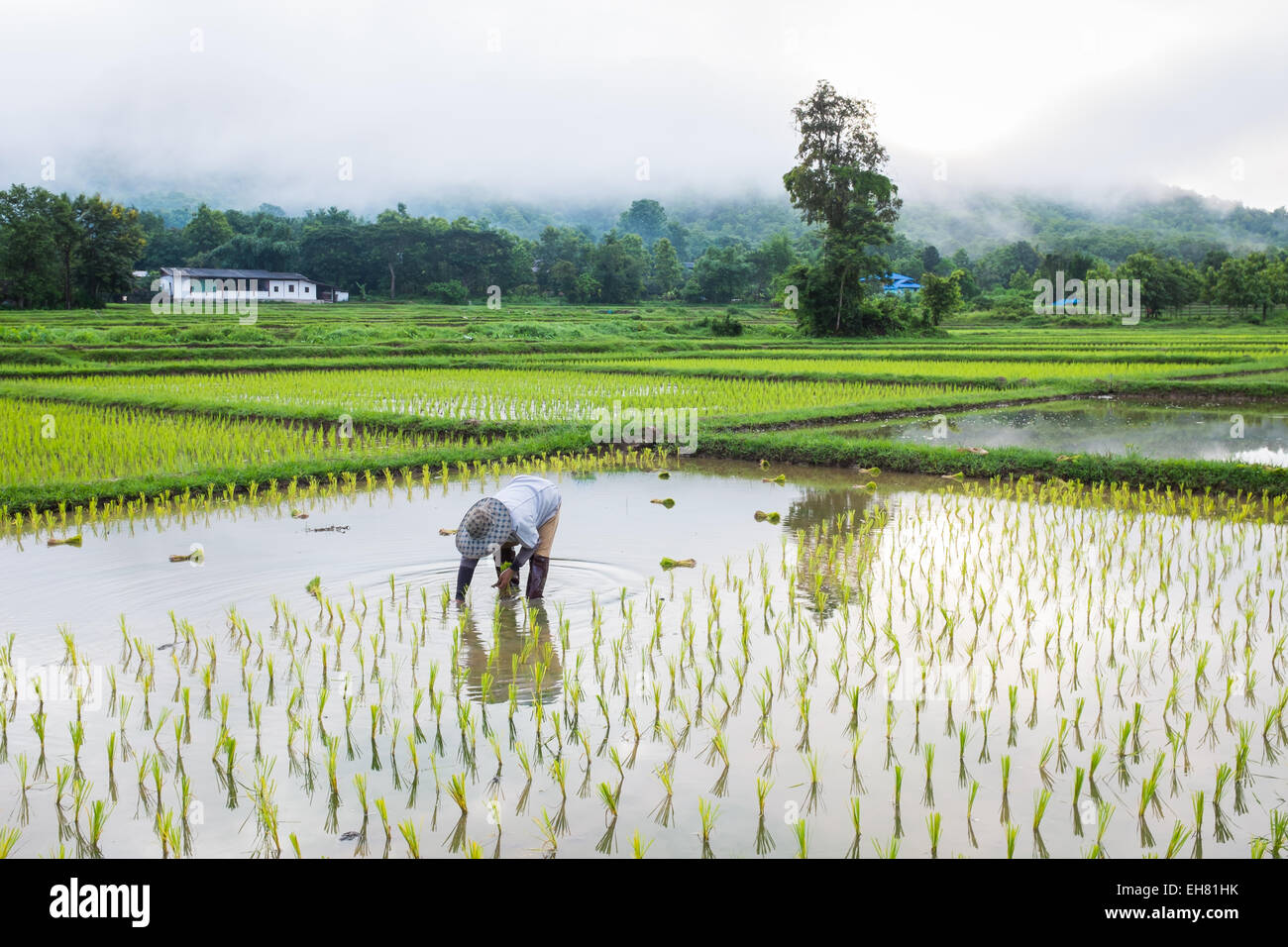 farmer in field rice farming fog misty mountain in background in ...