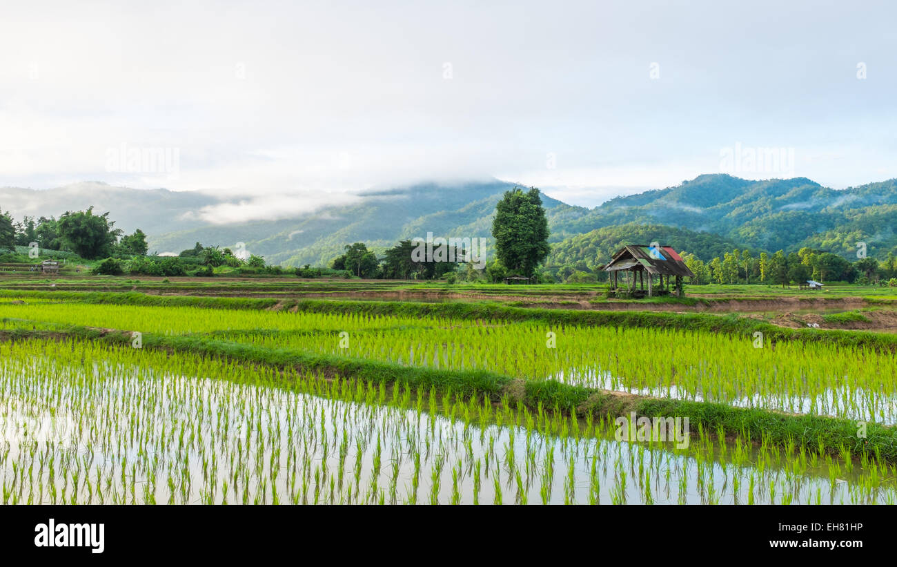 old hut in field rice farm fog and mountain in background of thailand ...