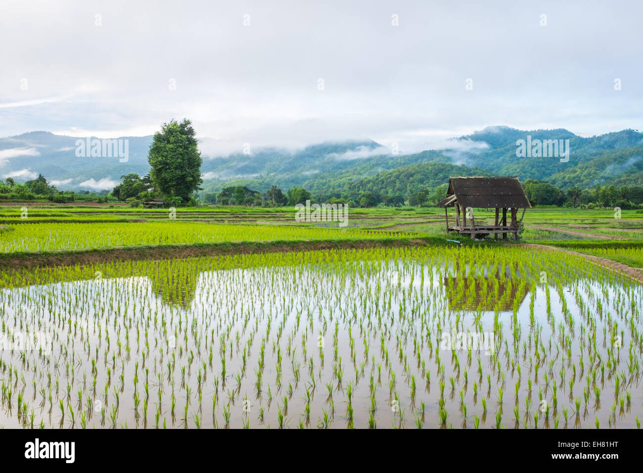 old hut in field rice farm fog and mountain in background of thailand ...