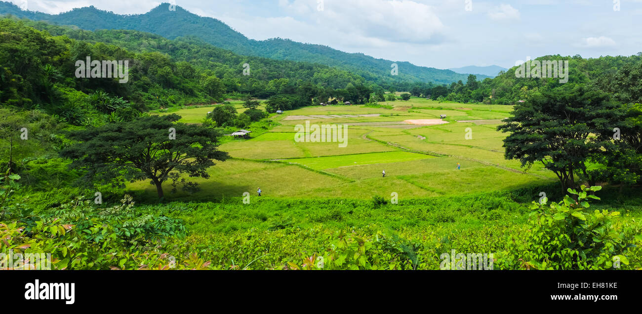 panorama landscape of green rice farm field with mountain and tree in ...