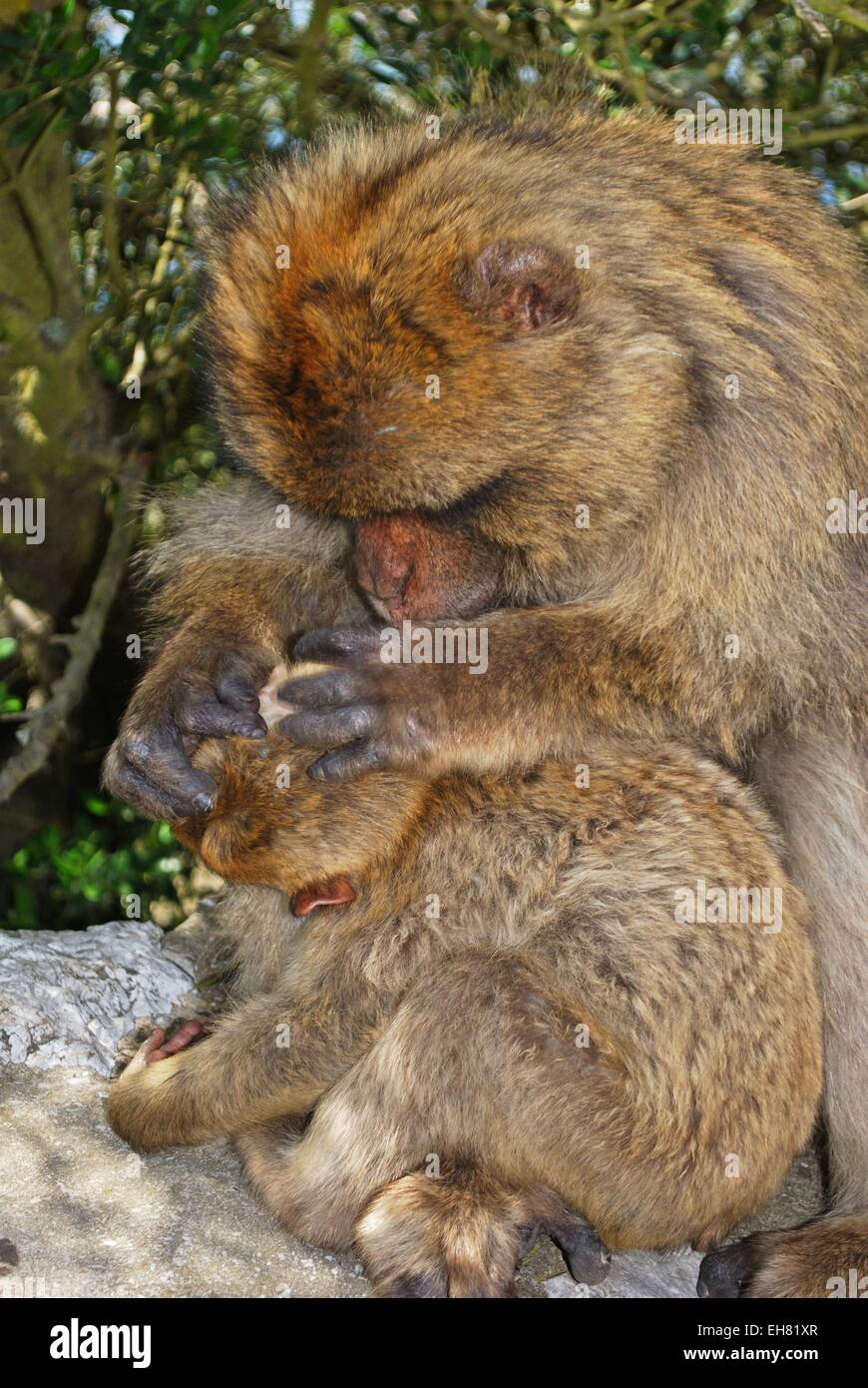 Female ape hi-res stock photography and images - Alamy