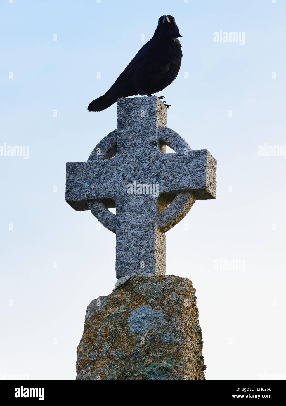 Black crow perched on top of a Celtic cross St Ives Cornwall England ...