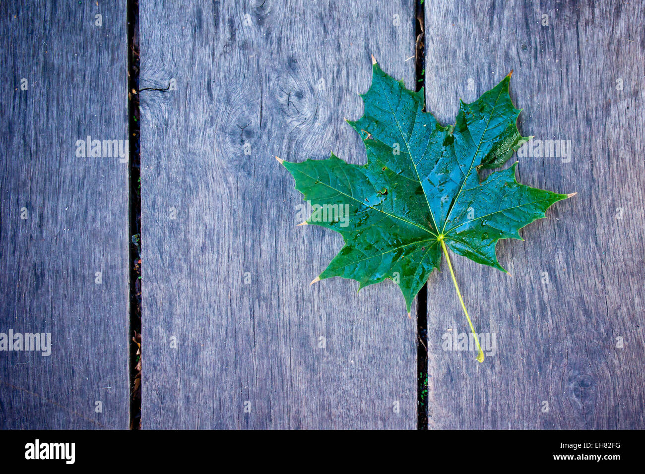 Green maple leaf hi-res stock photography and images - Alamy
