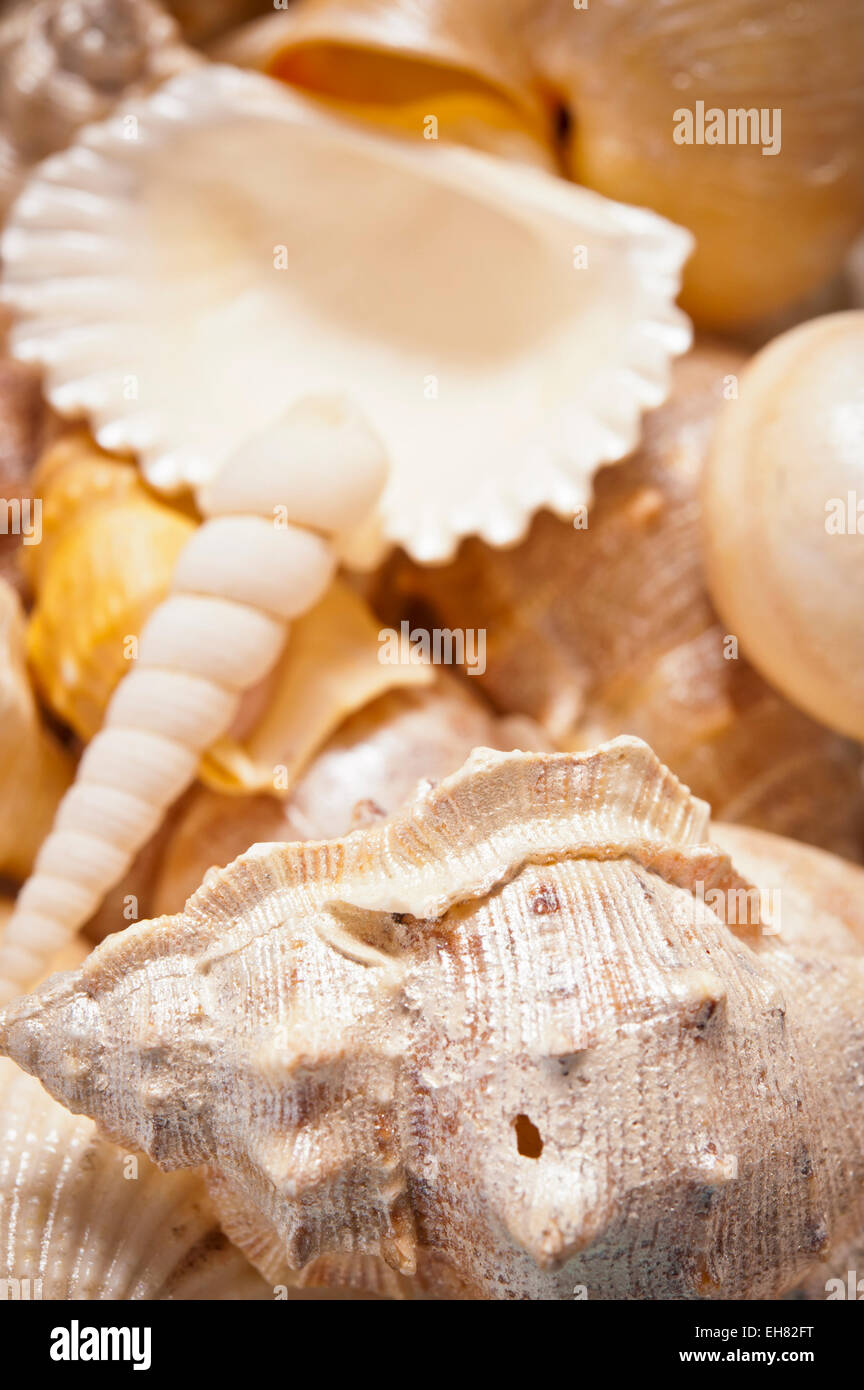 Abstract shells hi-res stock photography and images - Alamy