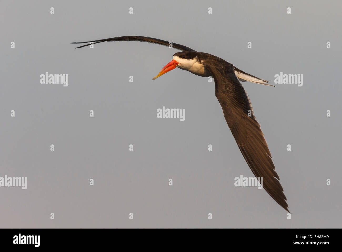 African skimmer (Rynchops flavirostris), in flight, Chobe National Park ...