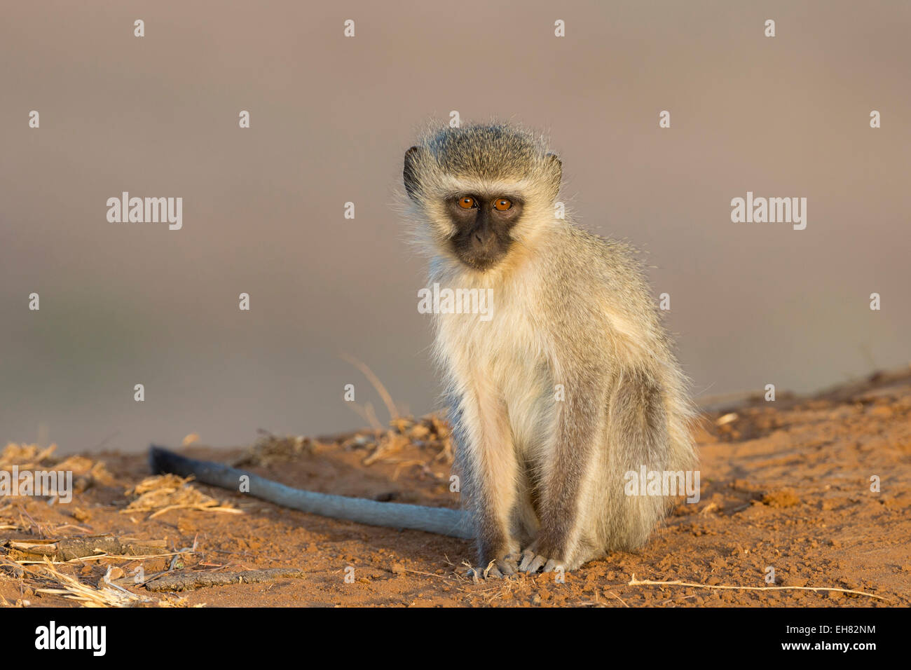 Vervet monkey (Cercopithecus aethiops), Kruger National Park, South ...