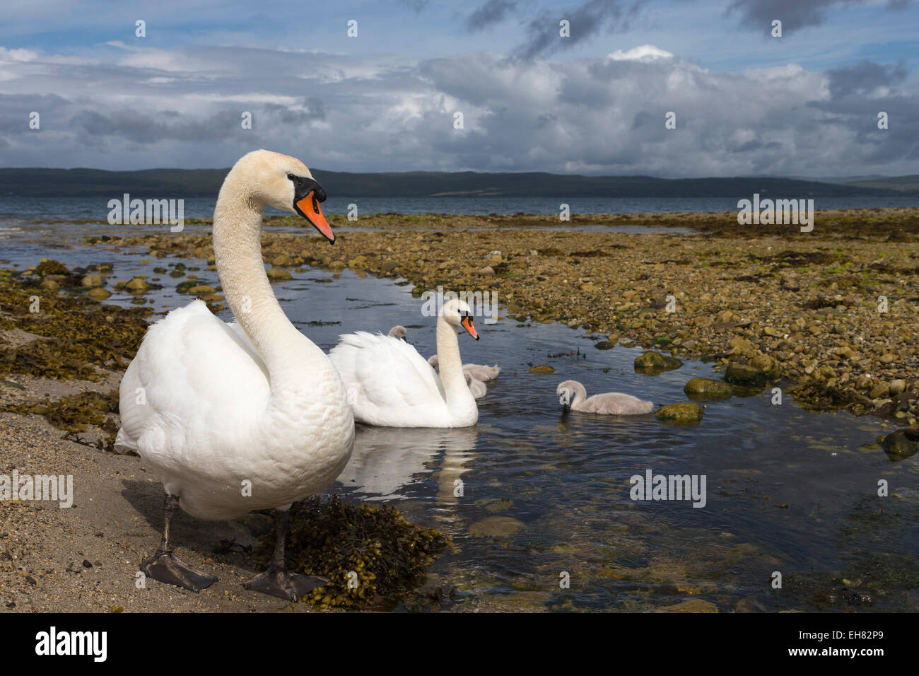 Immature swans hi-res stock photography and images - Alamy