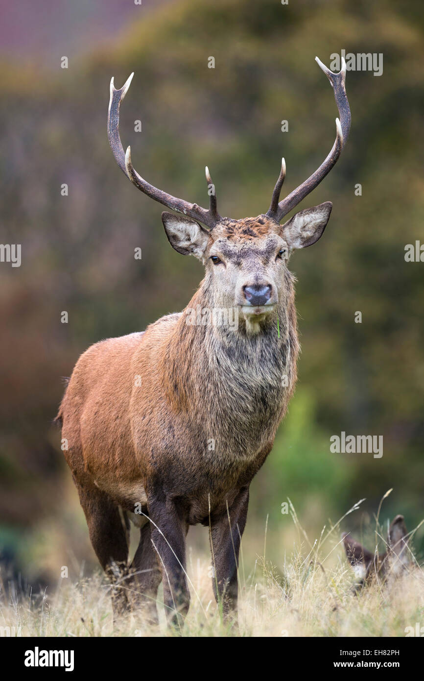Scottish Red Stag High Resolution Stock Photography and Images - Alamy