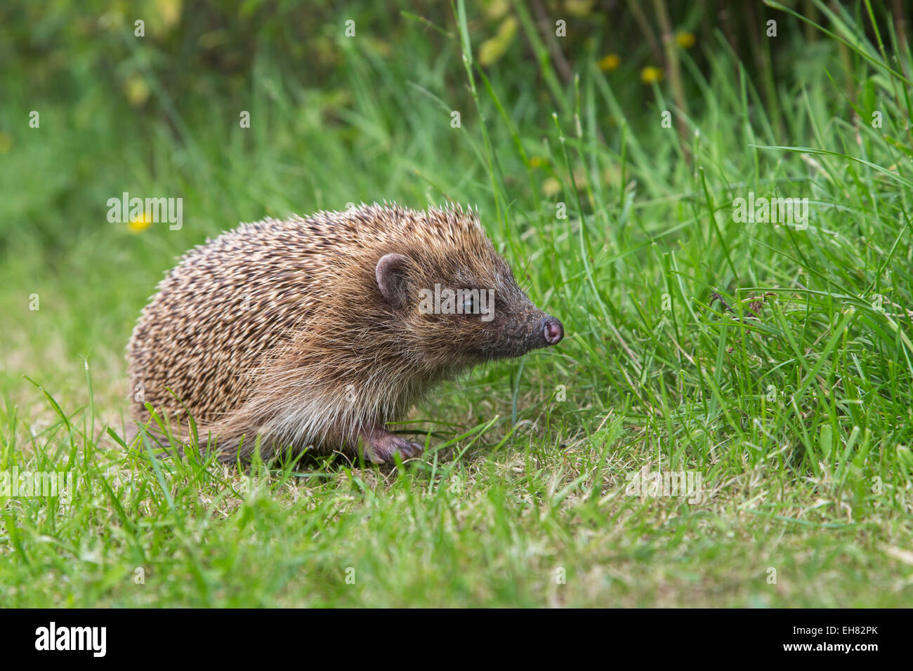 Hedgehog side view hi-res stock photography and images - Alamy