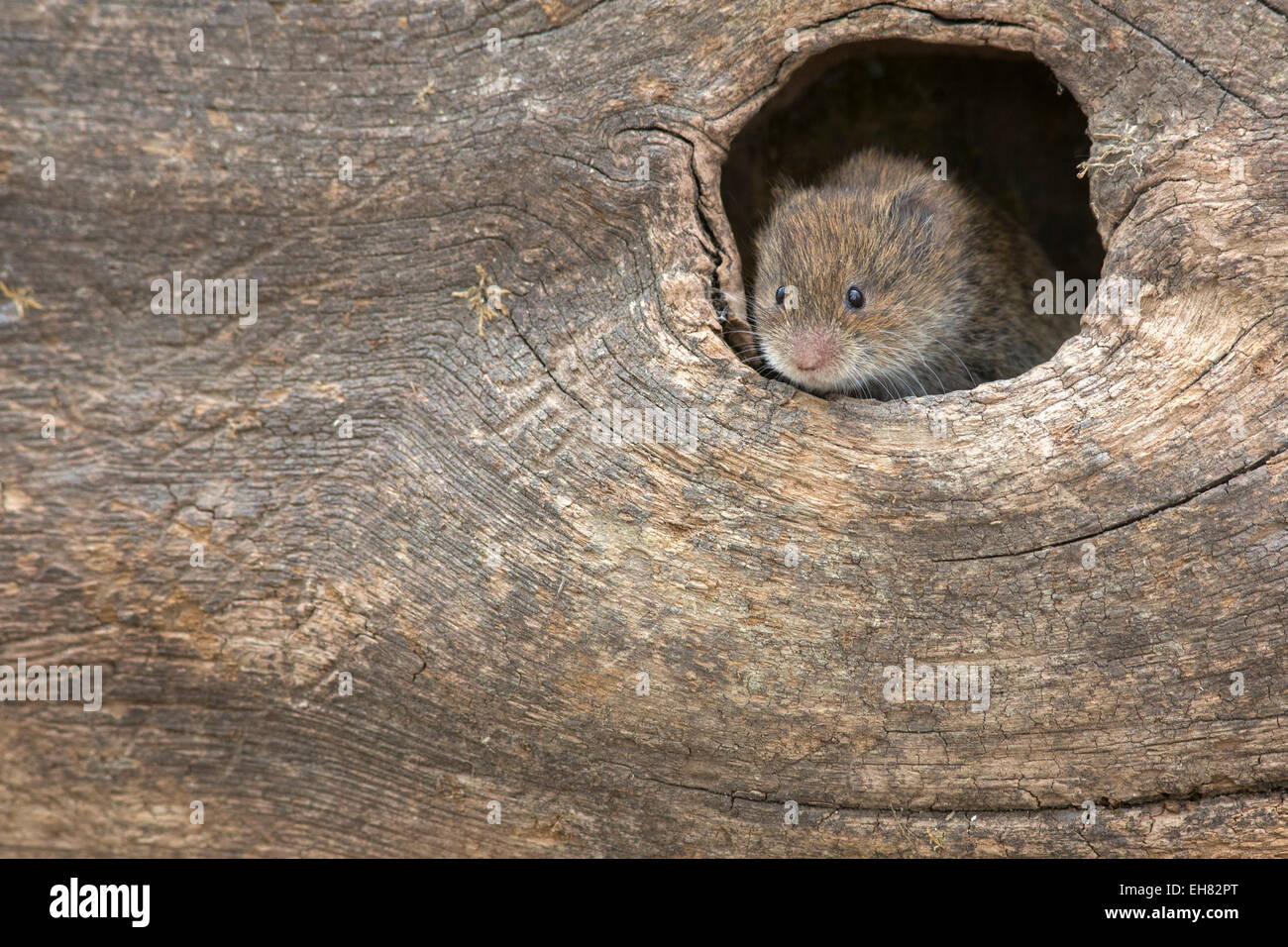 Field vole (Short-tailed vole) (Microtus agrestis), captive, United ...