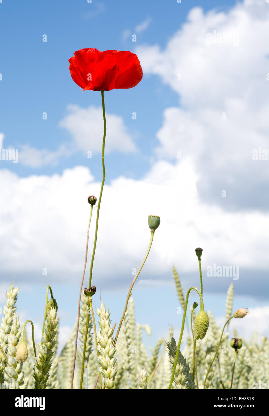Red poppy papaver in corn field Stock Photo - Alamy