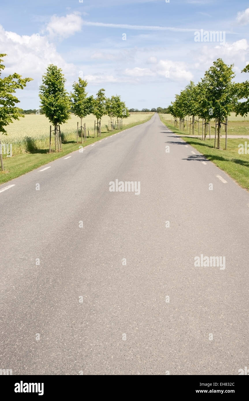 Paved road through rural landscape with corn fields in southern Sweden ...