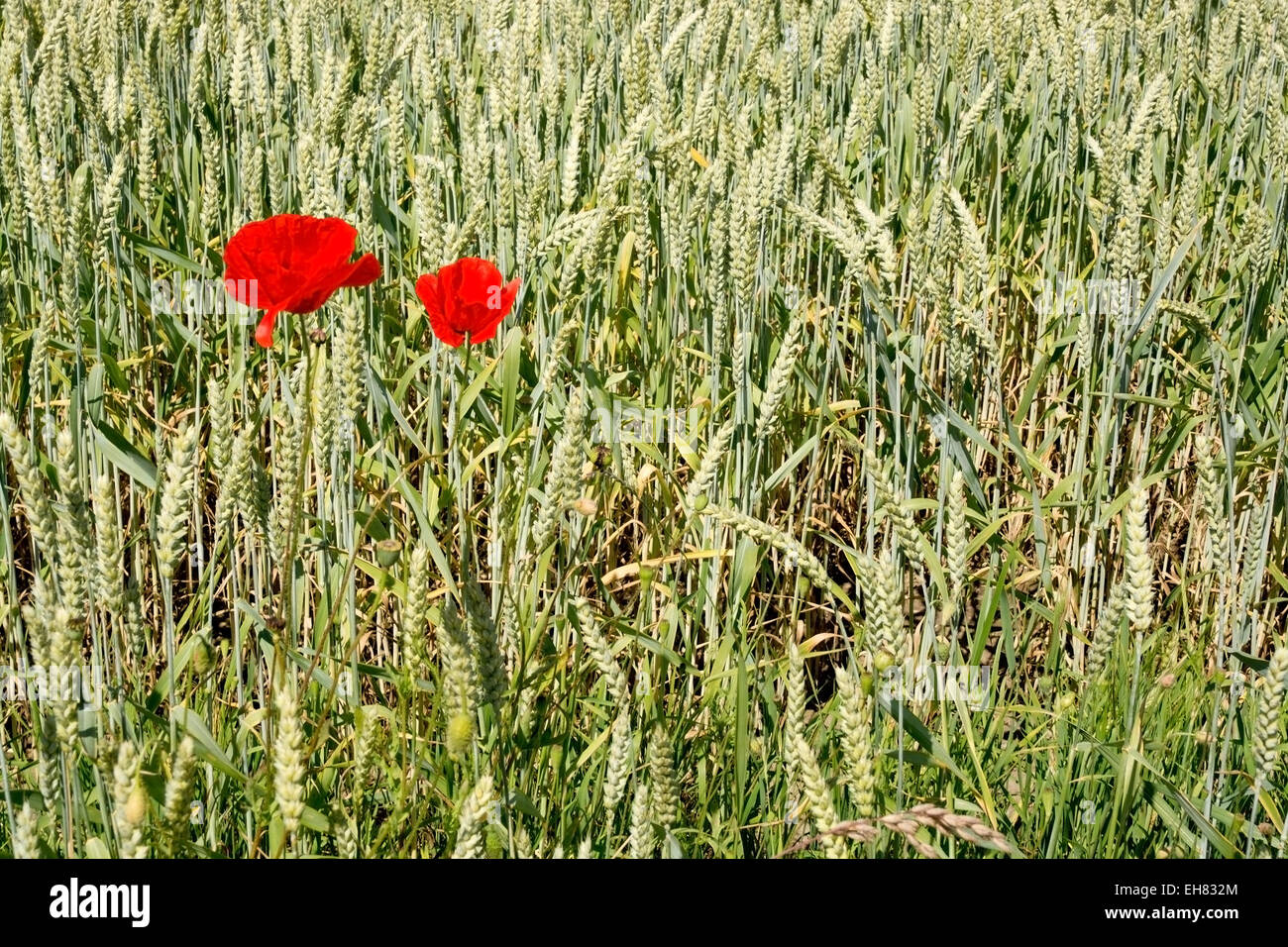 Two red poppies papaver in corn field in June, Skane, Sweden Stock ...