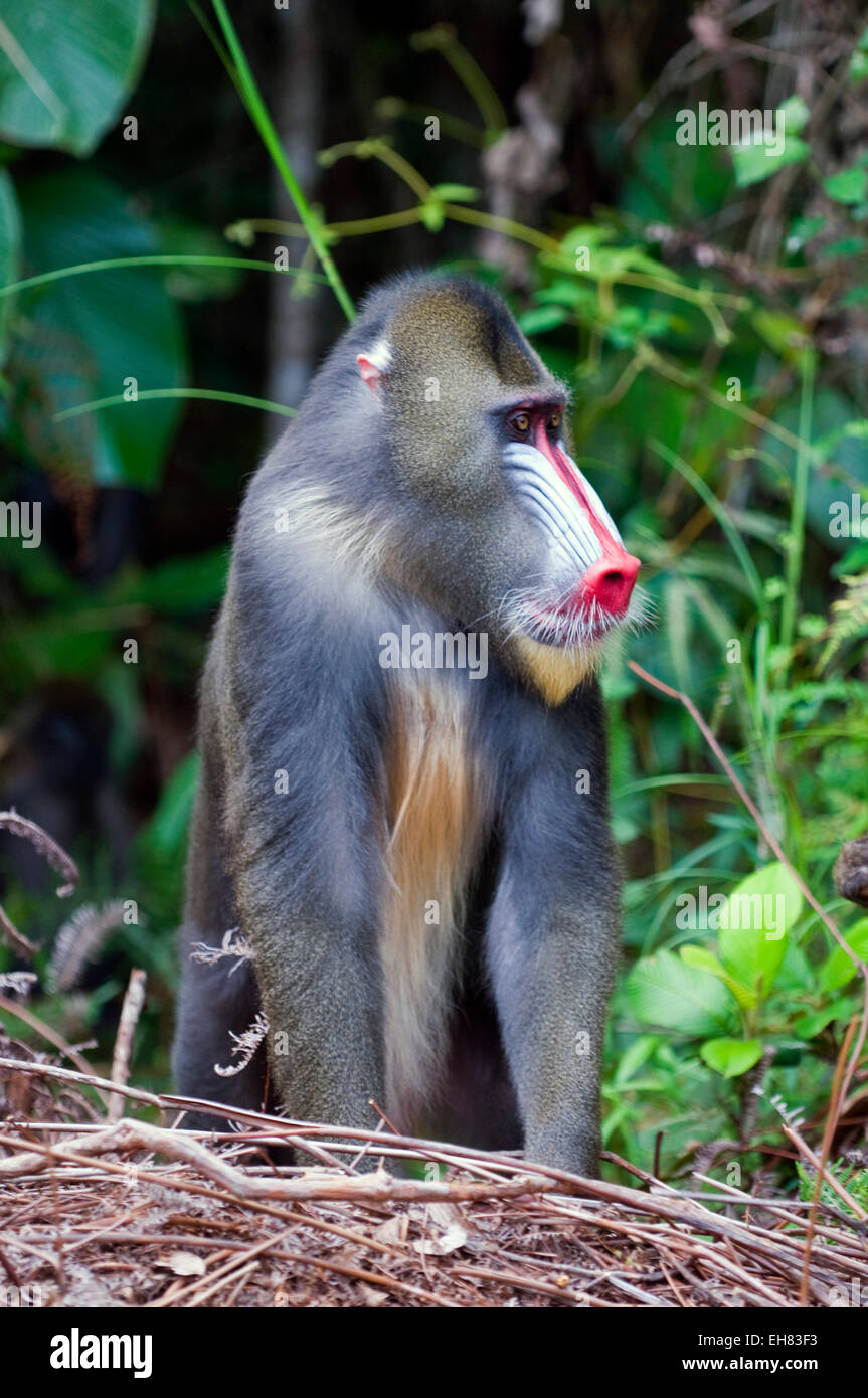 Male mandrill (Mandrill sphinx), Parc de la Lekedi, Haut-Ogooue, Gabon ...